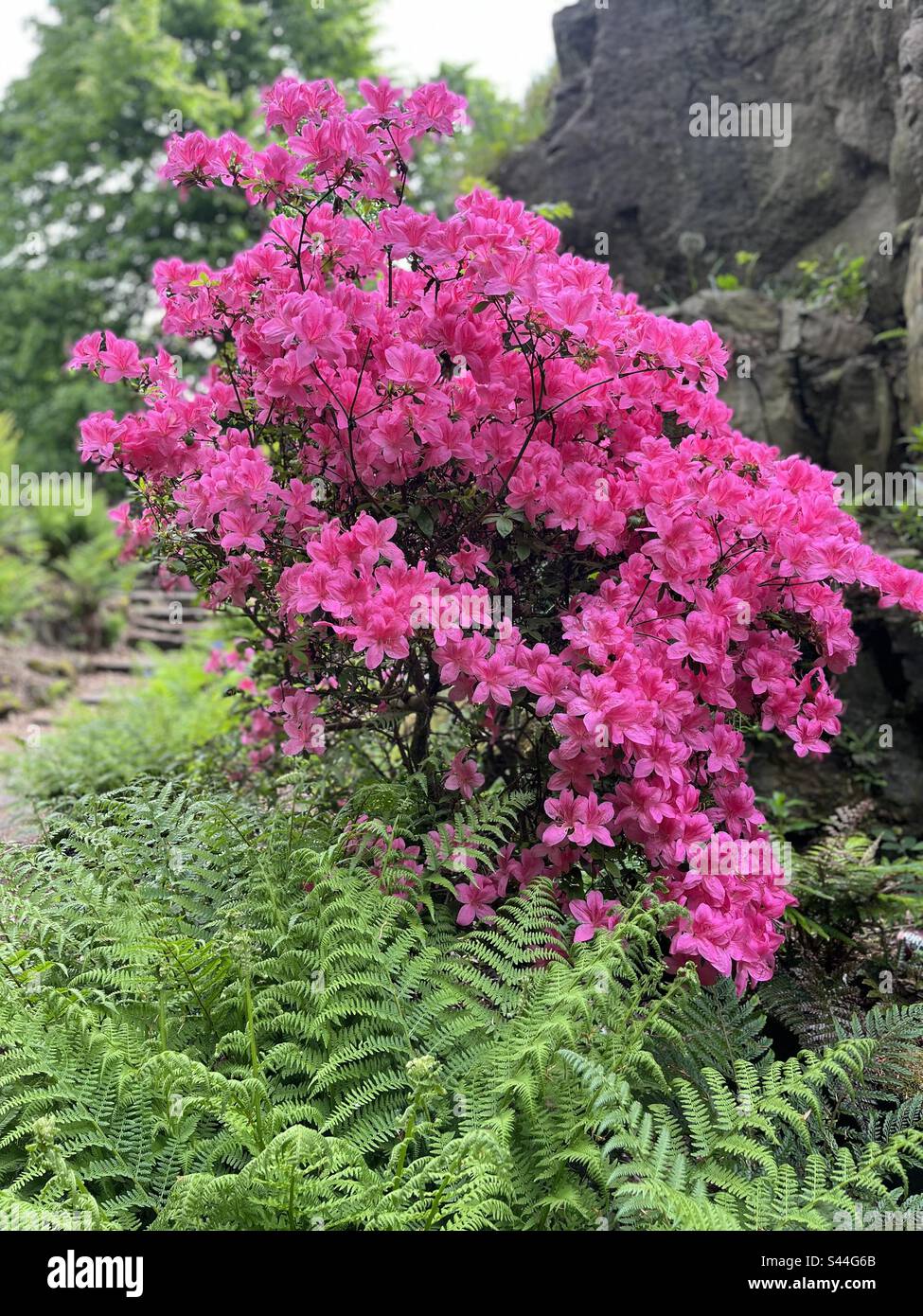 Pink summers flowers hi-res stock photography and images - Alamy