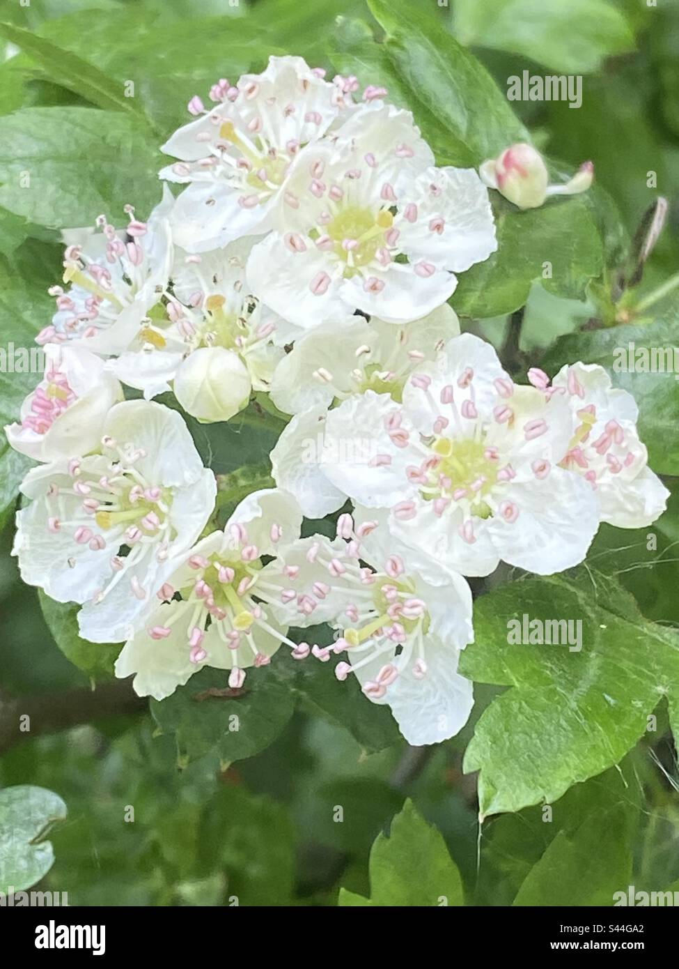 Hawthorn flower hi-res stock photography and images - Alamy
