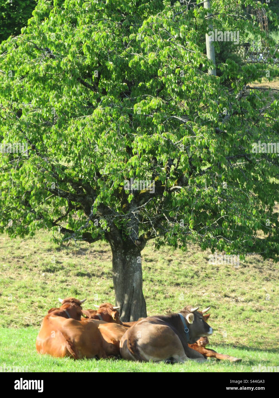 Baum tree hi-res stock photography and images - Alamy