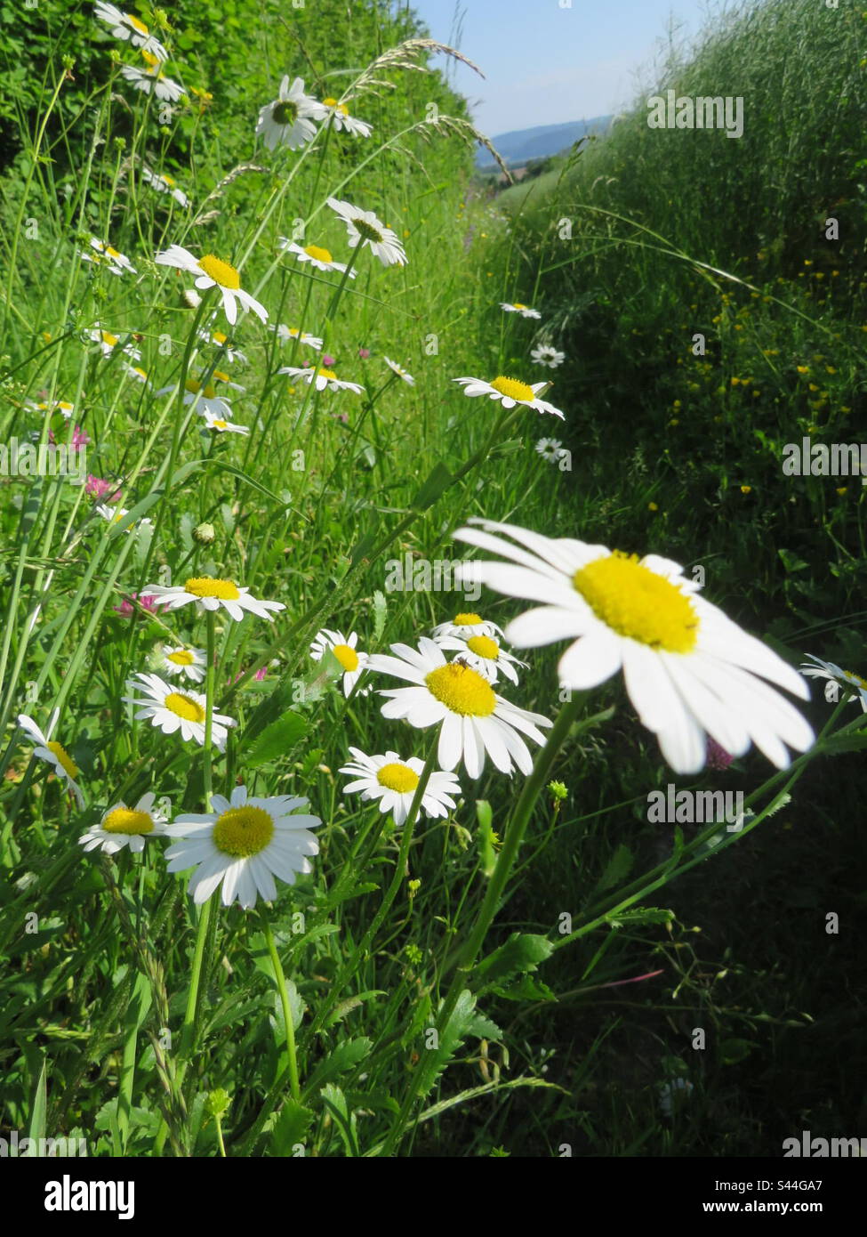 Margerite hi-res stock photography and images - Alamy