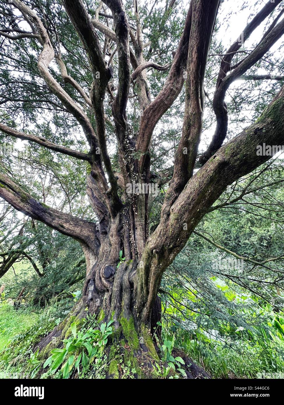 A large, beautiful, magical, looking tree on the grounds of blarney ...