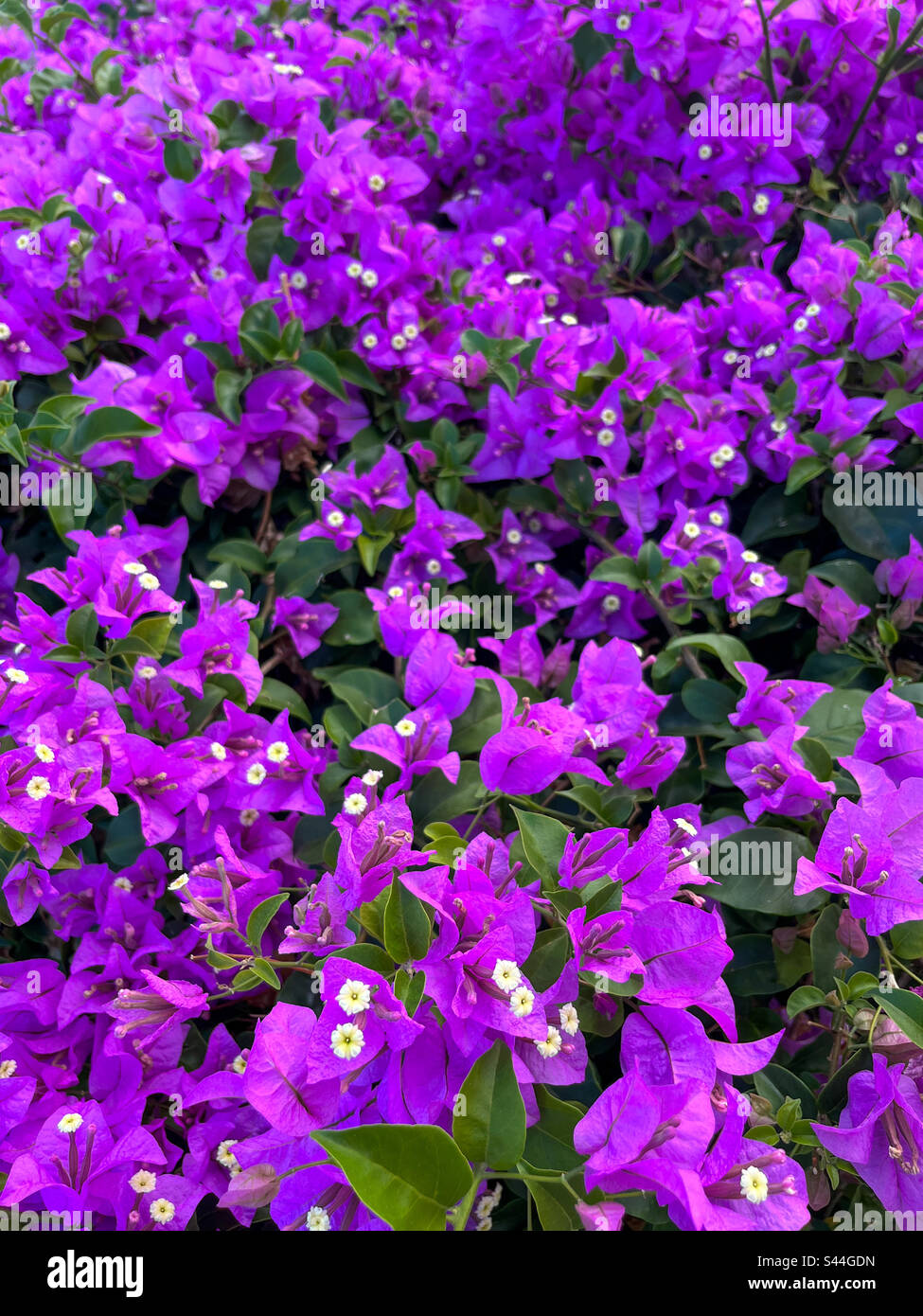 Purple Bougainvillea flowers Stock Photo - Alamy