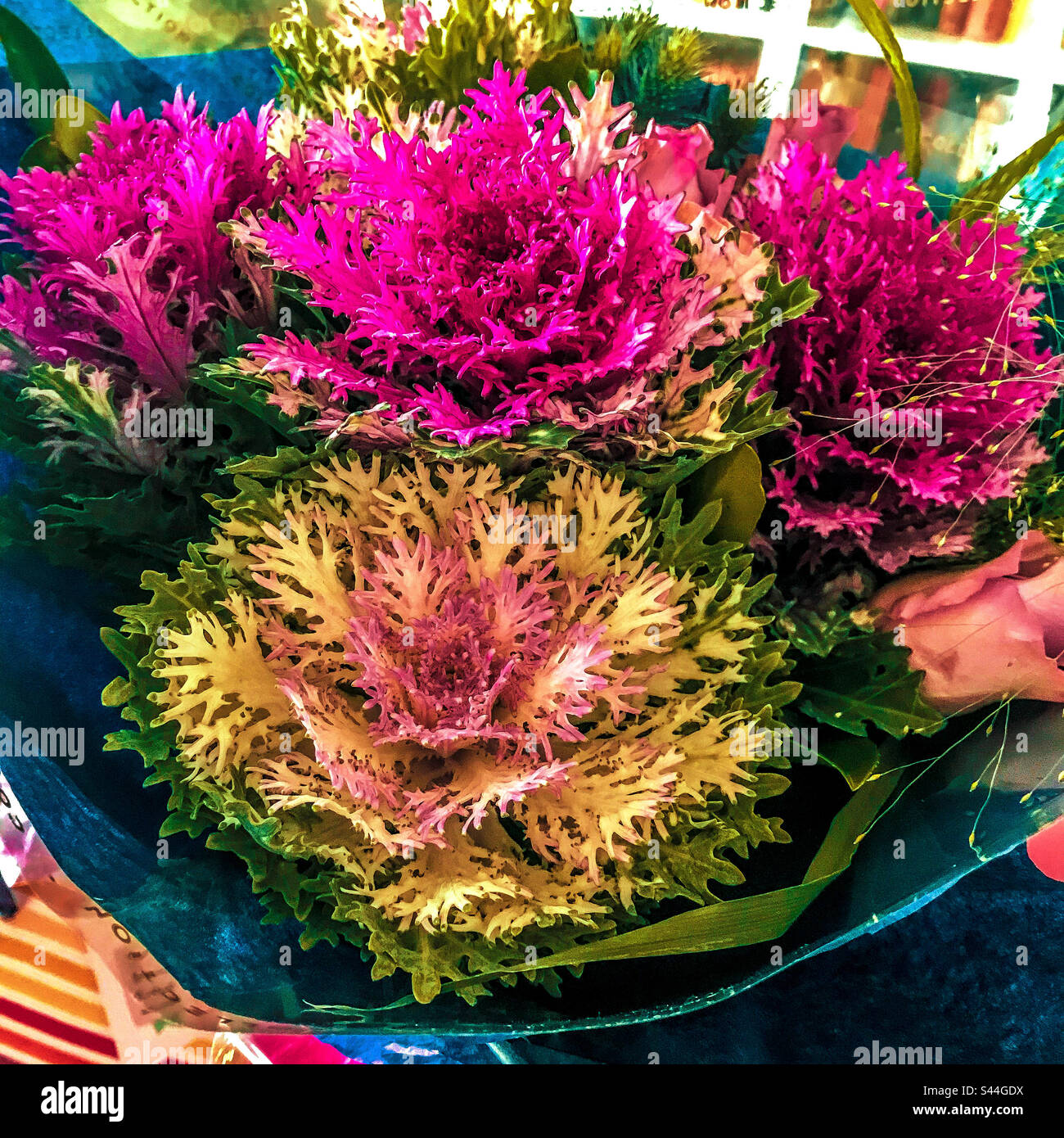 Ornamental kale flowers Stock Photo - Alamy