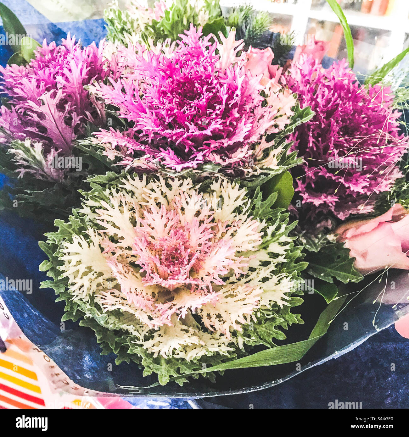 Ornamental kale flowers Stock Photo - Alamy