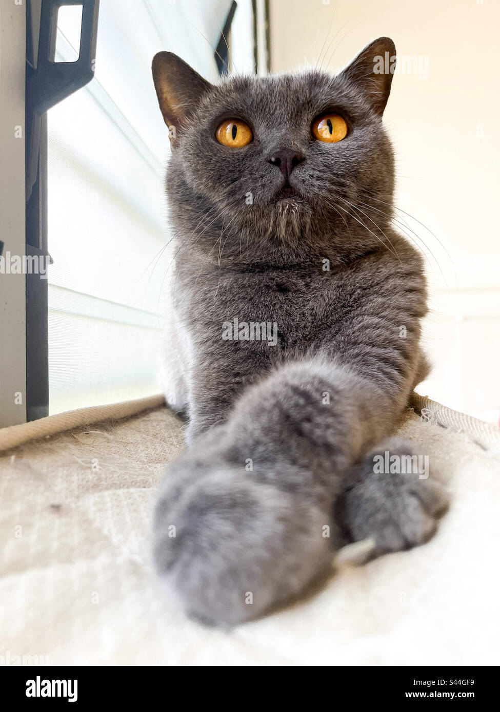 British shorthair grey blue female cat Stock Photo - Alamy