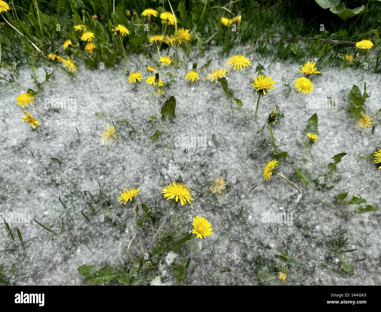 Background poplar fluff on hi-res stock photography and images - Alamy