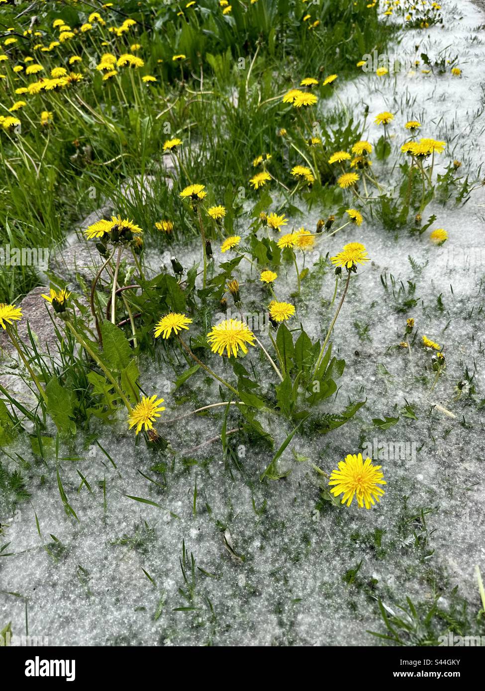 Poplar tree seeds on ground Stock Photo - Alamy