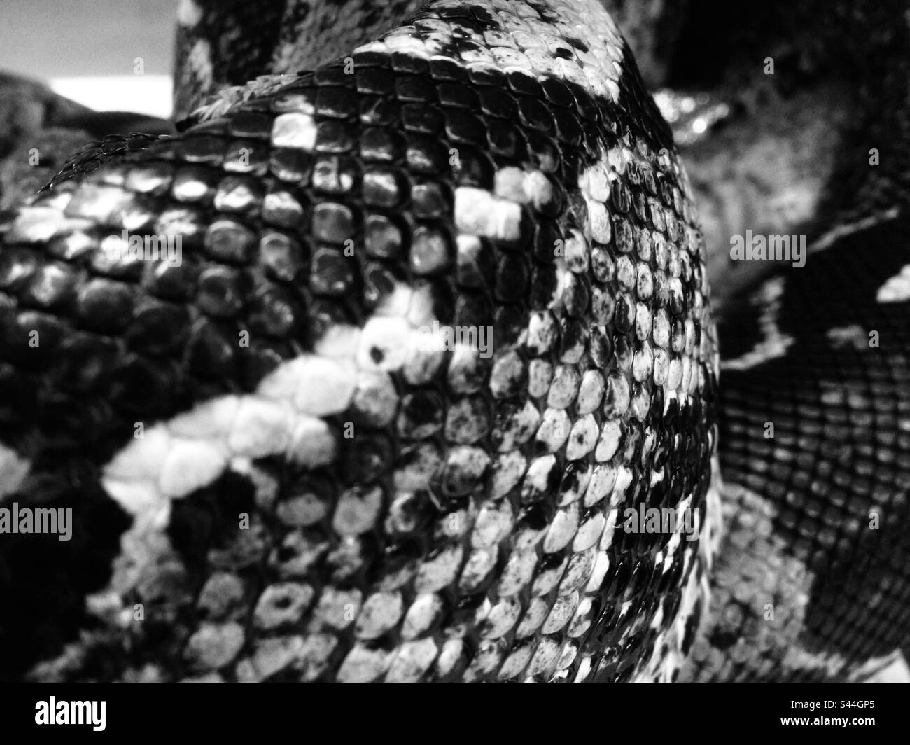 Snakeskin Black and White Stock Photos & Images - Alamy