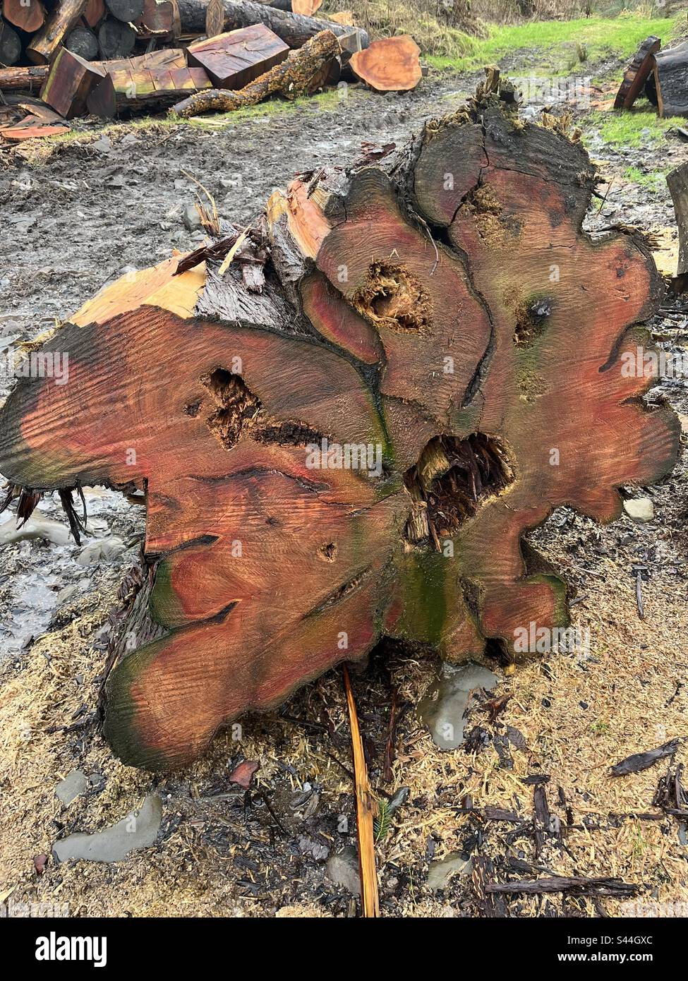 Tree trunk cross section hi-res stock photography and images - Alamy