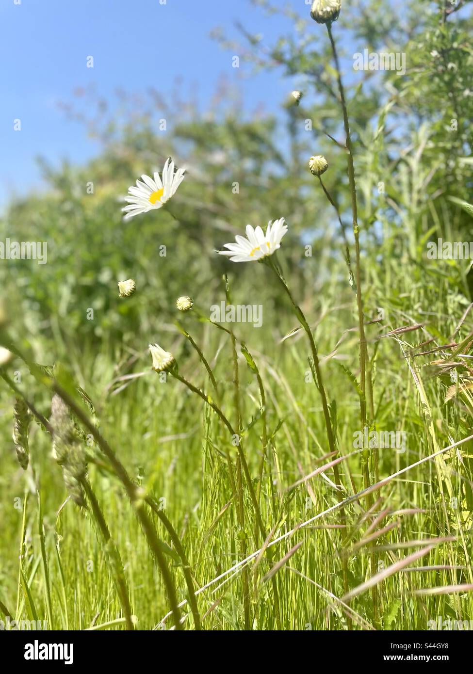 Moon daisy hi-res stock photography and images - Alamy