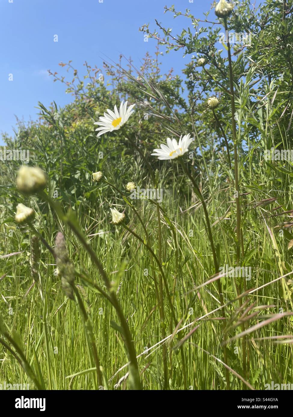 Leucanthemum vulgare - Oxeye Daisy, Moon Daisy, Mayweed Stock Photo - Alamy