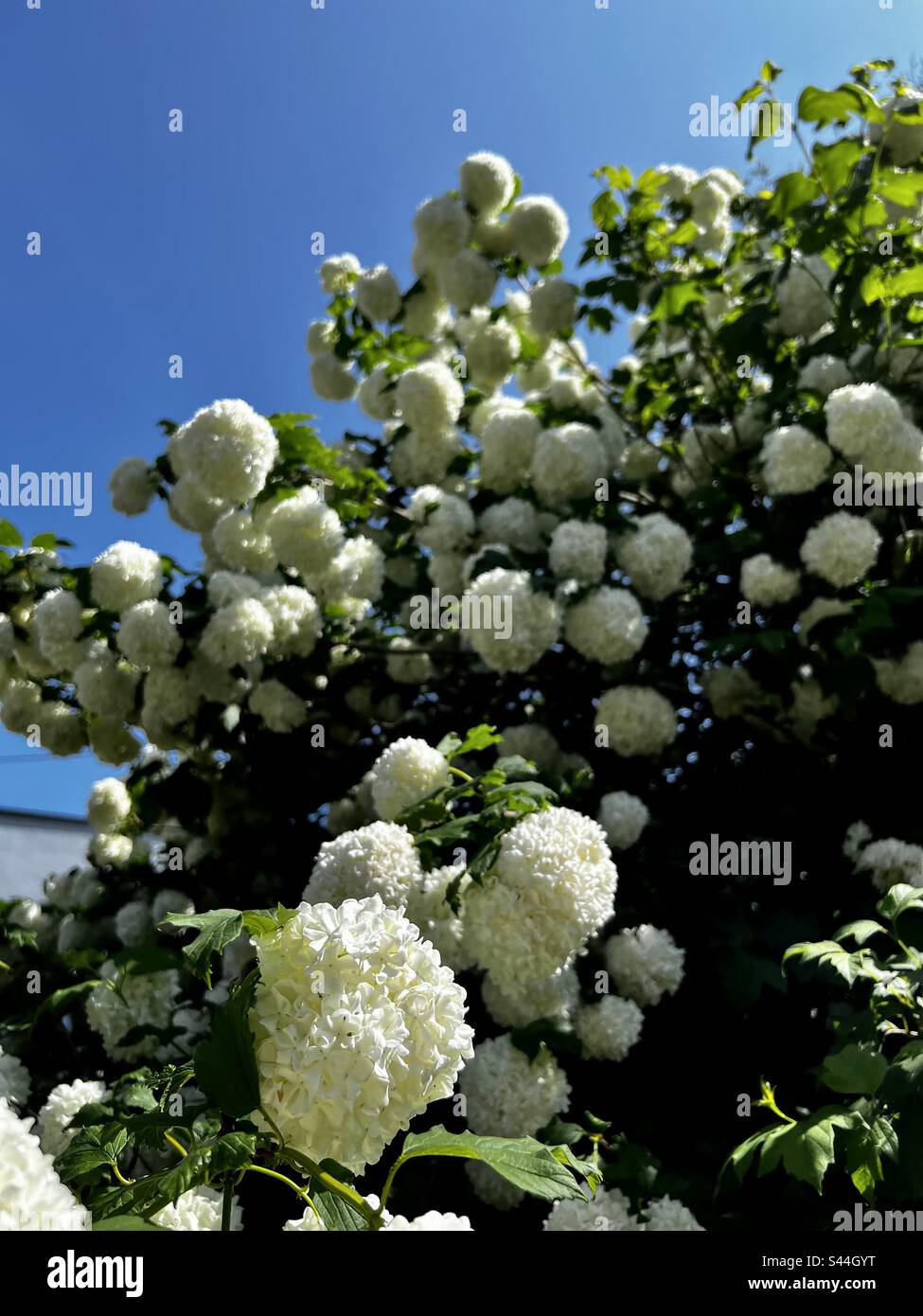 White snowballs hi-res stock photography and images - Alamy