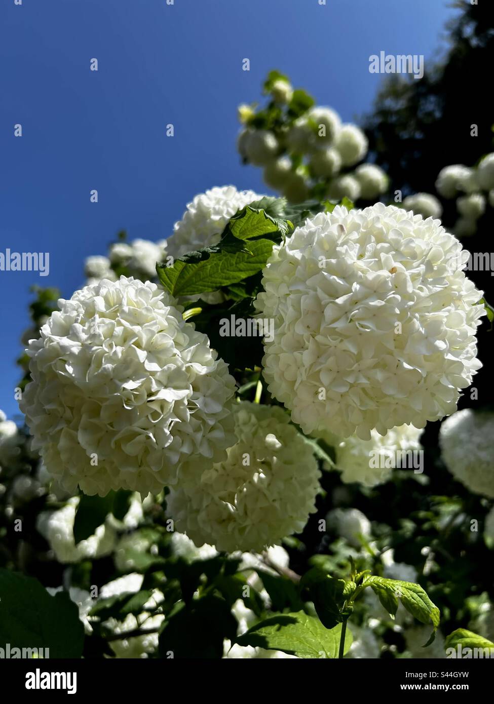 White snowballs hi-res stock photography and images - Alamy