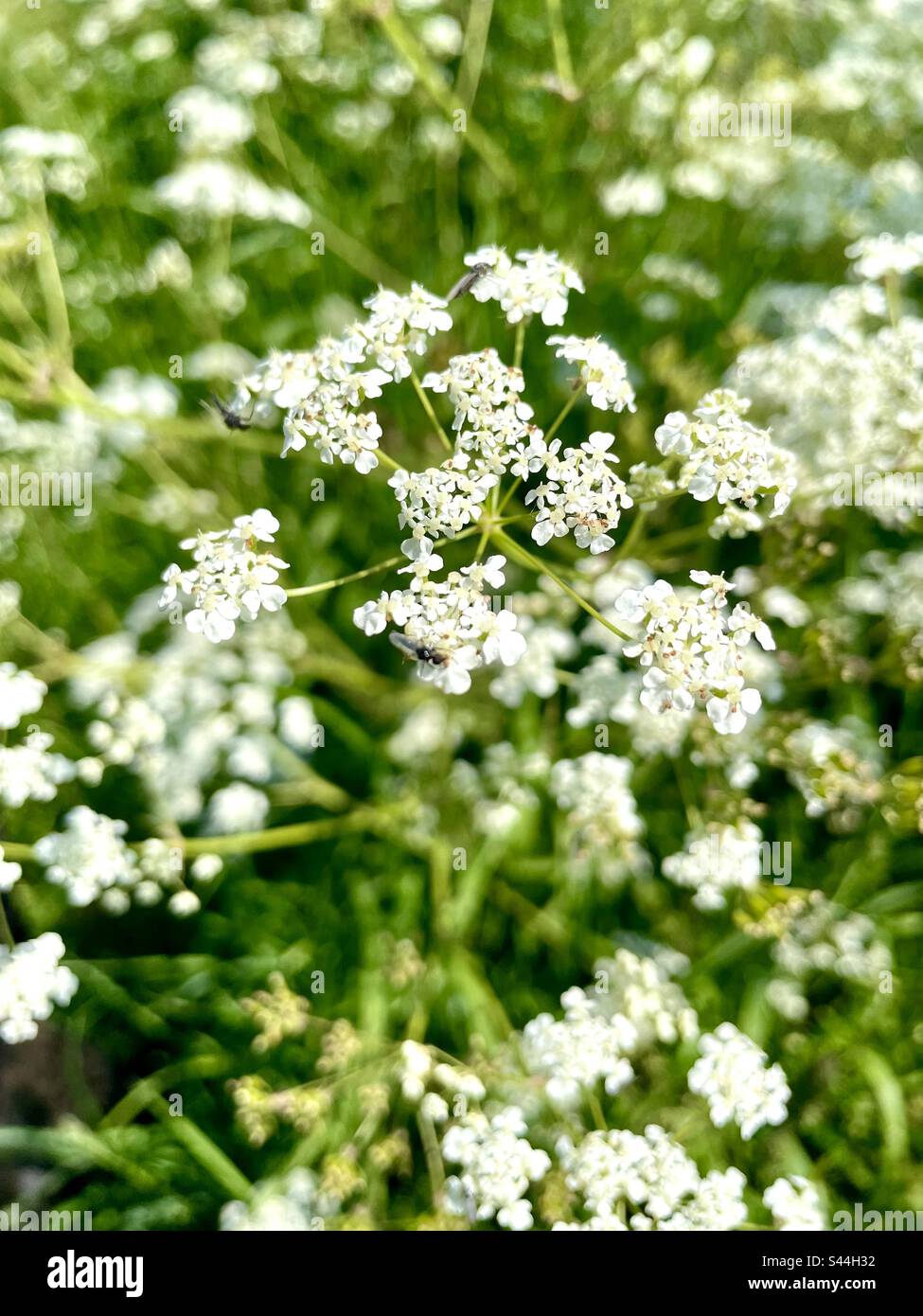 Anthriscus sylvestris, known as cow parsley, wild chervil, wild beaked ...