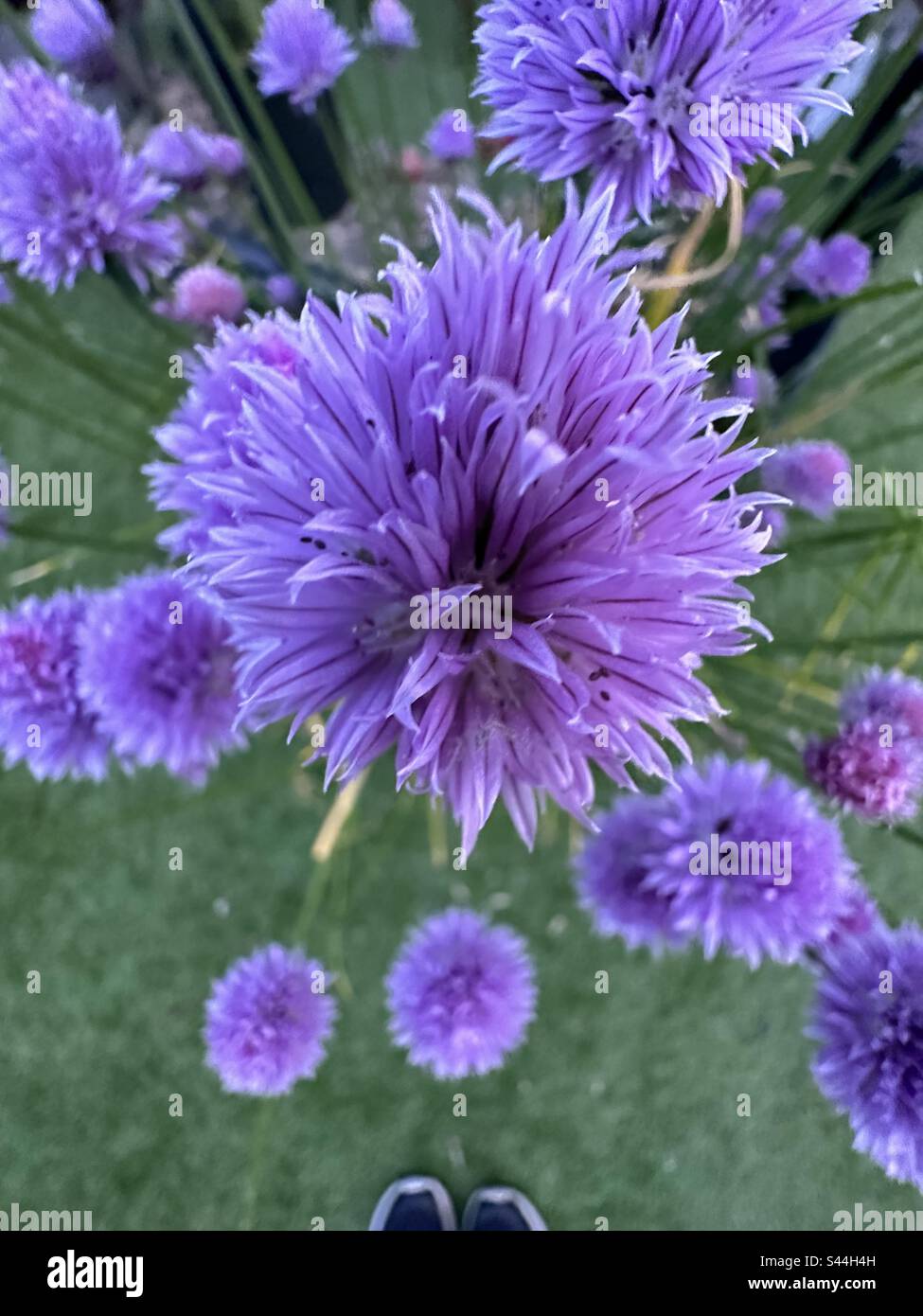 Summer chives hi-res stock photography and images - Alamy