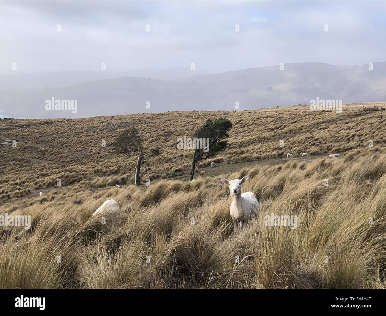 Windswept trees new zealand hi-res stock photography and images - Alamy