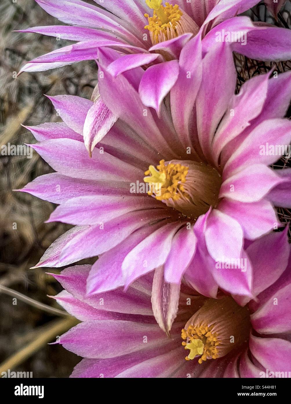 Closeup side angle 3 pink blossoms on globe cactus Stock Photo - Alamy