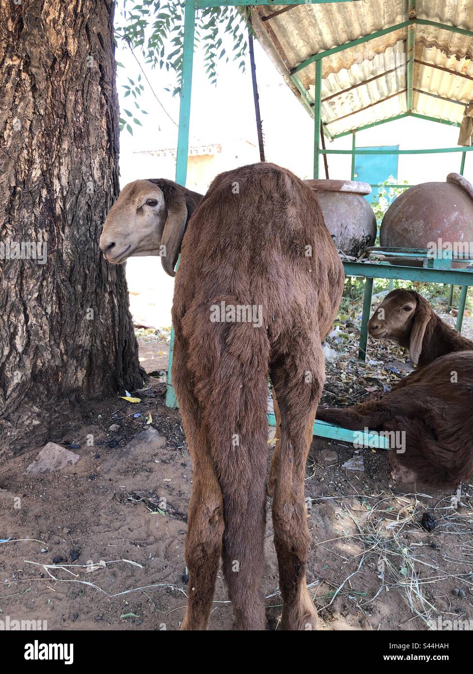 Red lamb hi-res stock photography and images - Alamy