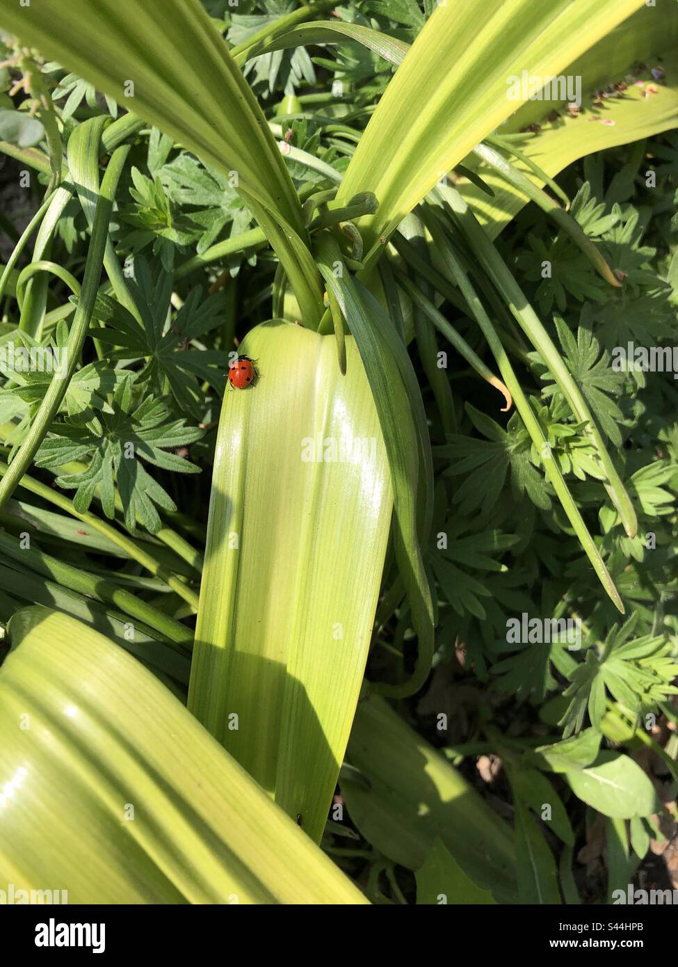 A little ladybug climbing up a leaf Stock Photo - Alamy