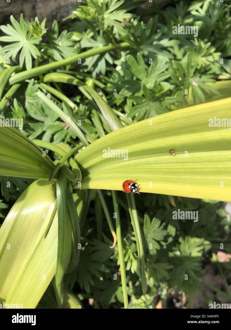 Crawling plants hi-res stock photography and images - Alamy
