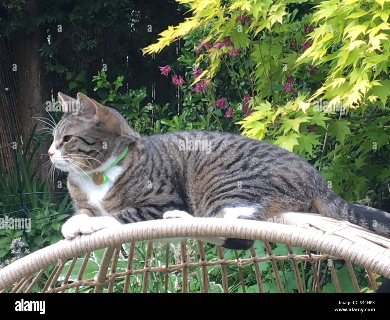 Relaxed tabby cat hi-res stock photography and images - Alamy