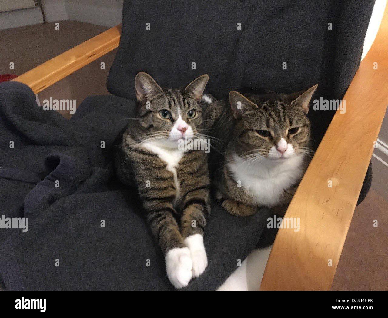 Twin tabby cats hi-res stock photography and images - Alamy