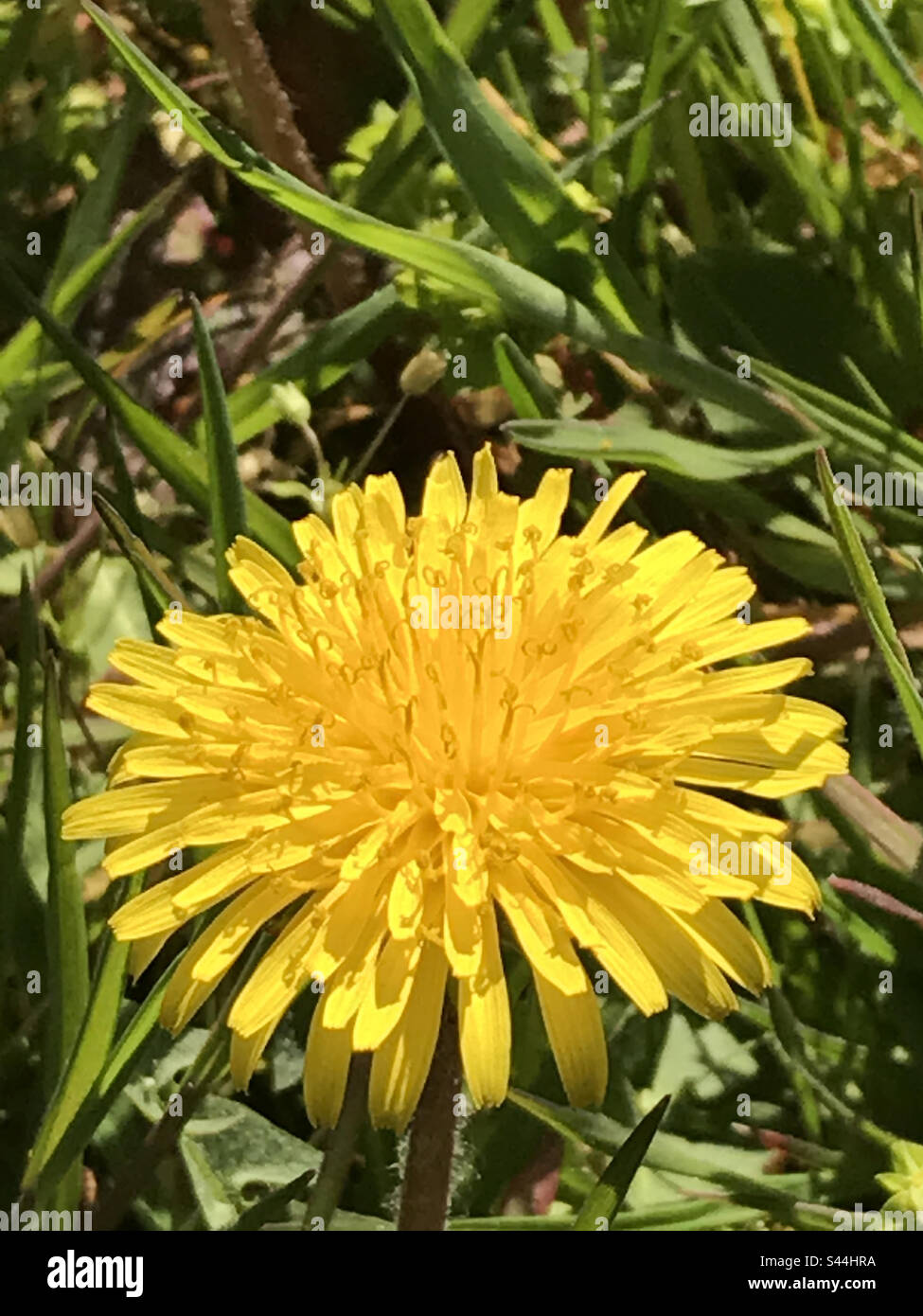 Bloomed dandelion hi-res stock photography and images - Alamy