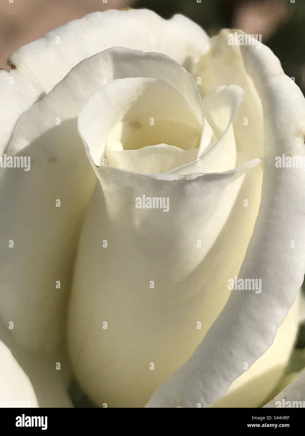 White rose. Close view Stock Photo - Alamy