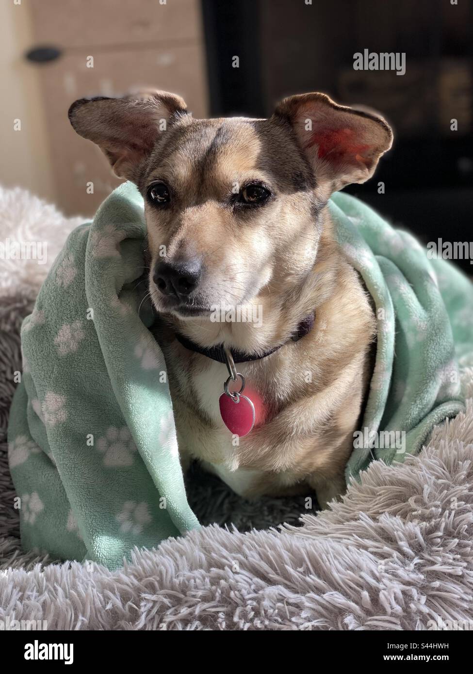 Dog snuggling hi-res stock photography and images - Alamy