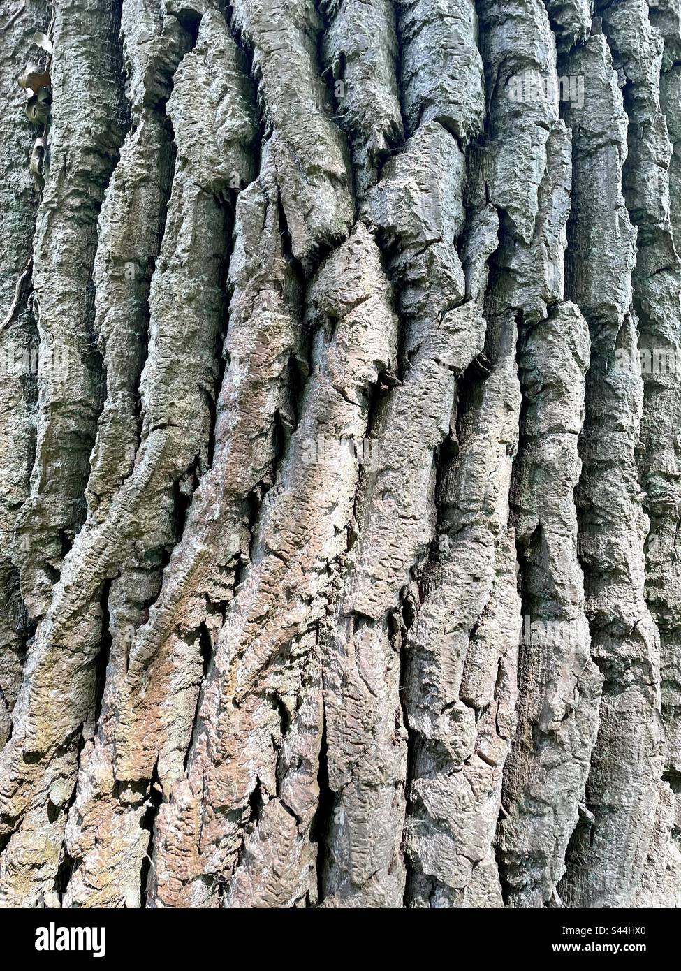 Elm tree bark hi-res stock photography and images - Alamy