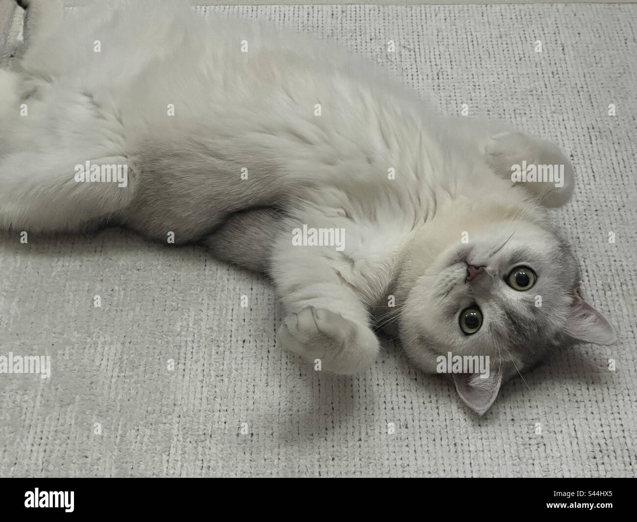 Silver and white cat hi-res stock photography and images - Alamy