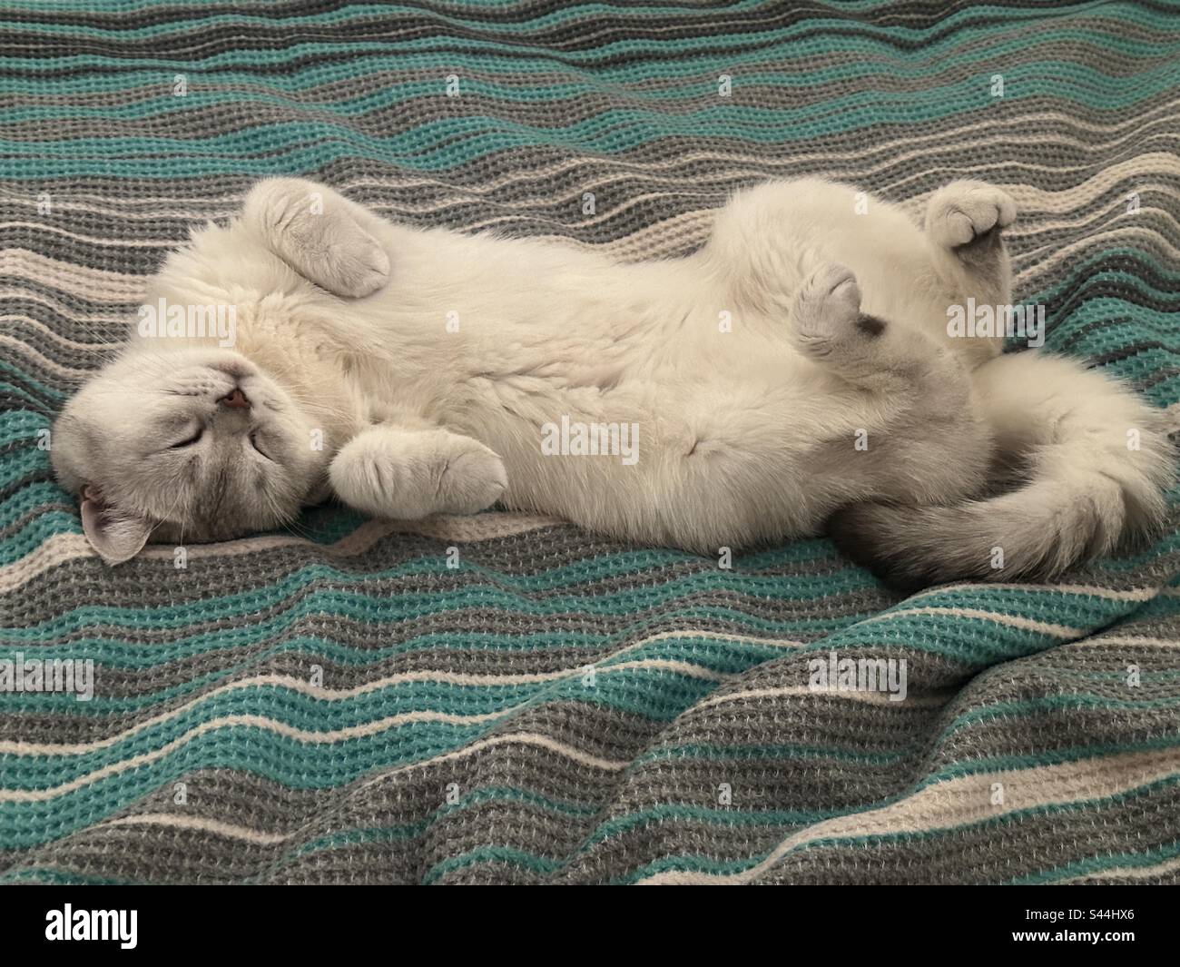 Silver and white cat hi-res stock photography and images - Alamy