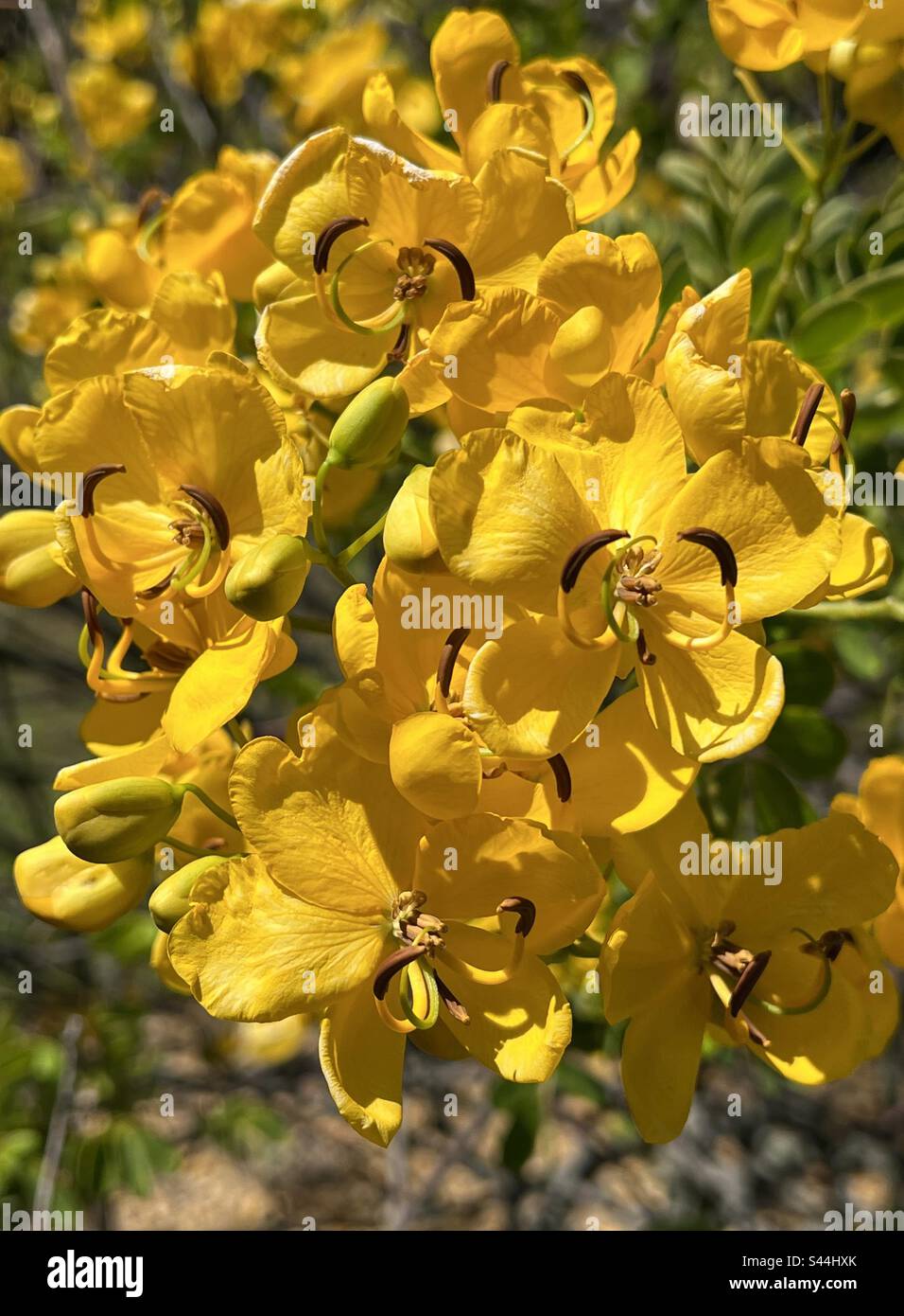 Senna pendula hi-res stock photography and images - Alamy