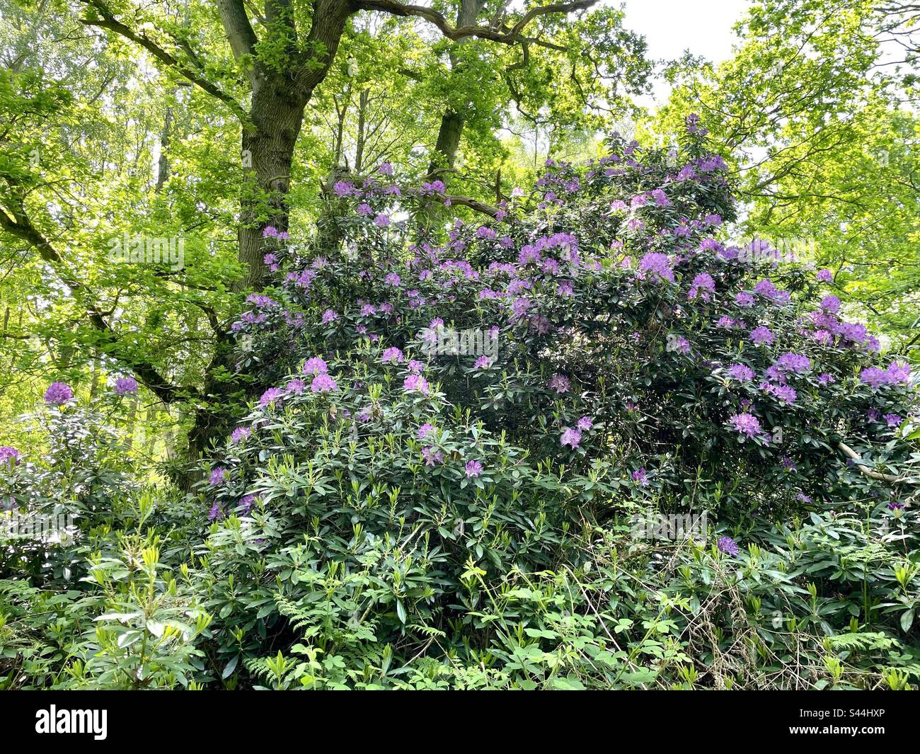 Beautiful Rhododendron bush growing in a forest Stock Photo - Alamy