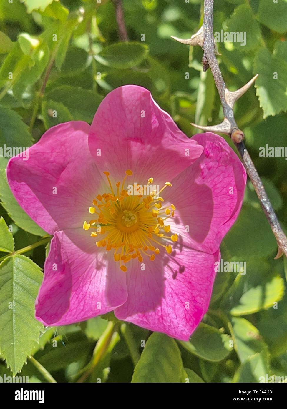 Rose thorn hi-res stock photography and images - Alamy