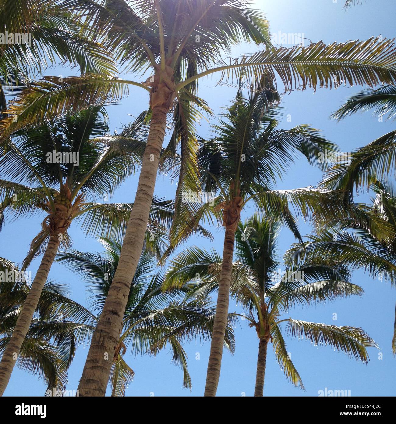 Trees of mexico hi-res stock photography and images - Alamy