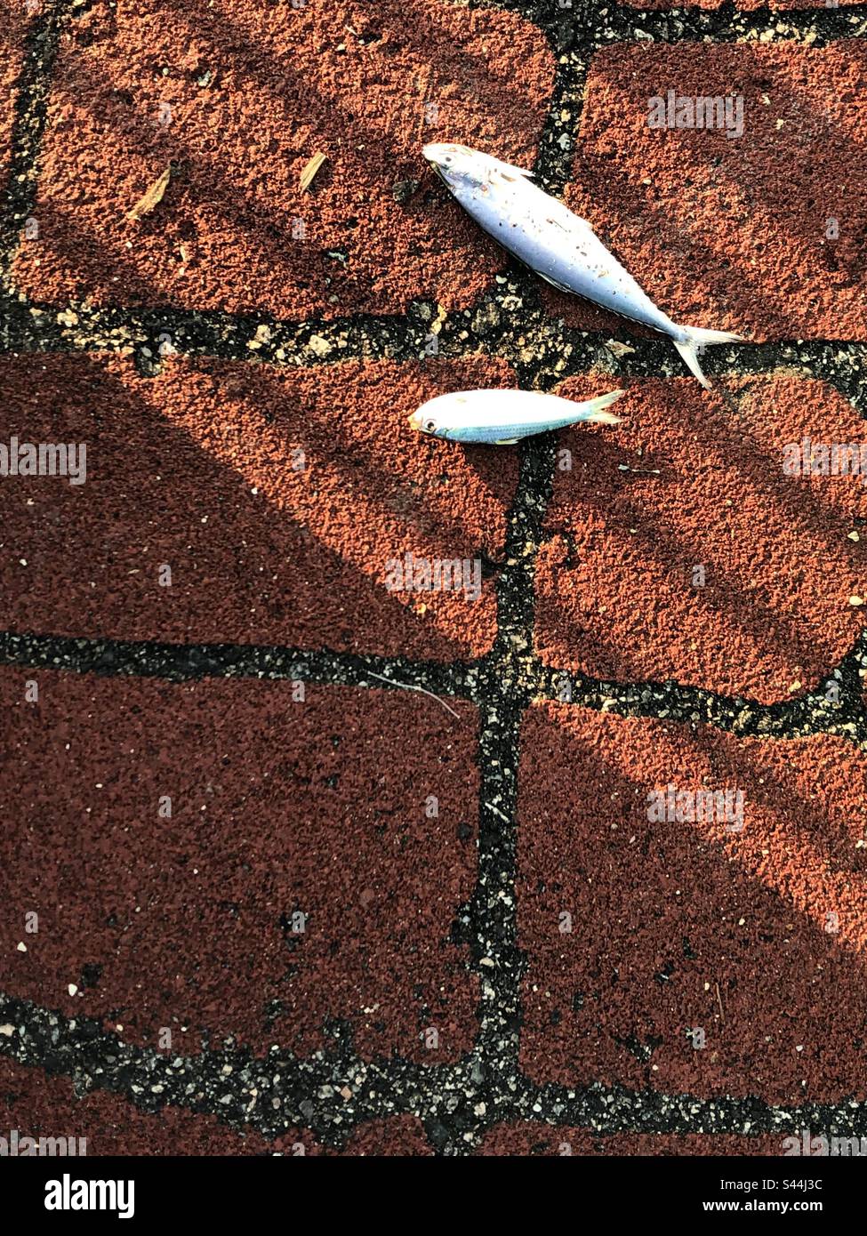 Bedok singapore hi-res stock photography and images - Alamy