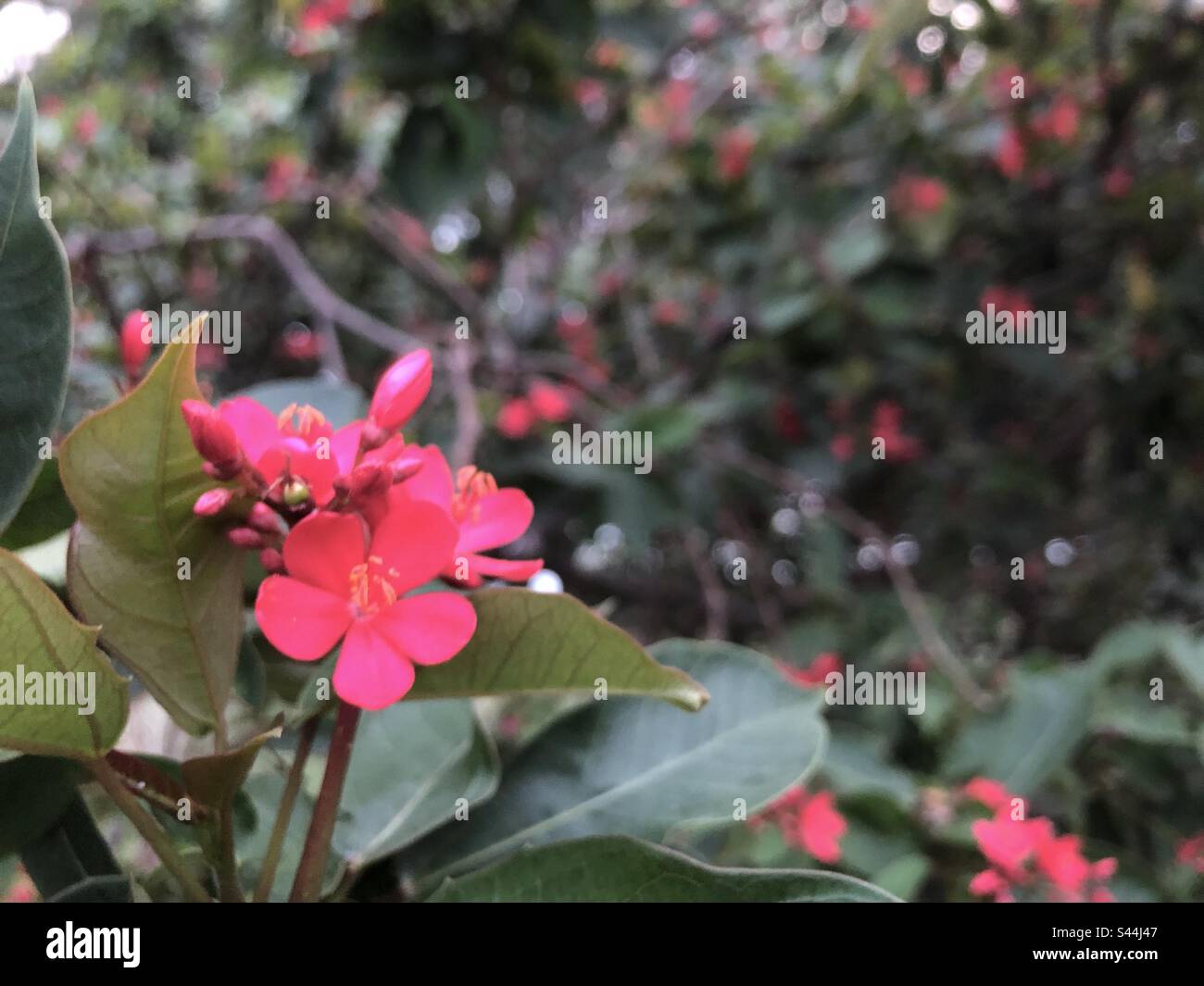 Hedge of pink flowers hi-res stock photography and images - Alamy