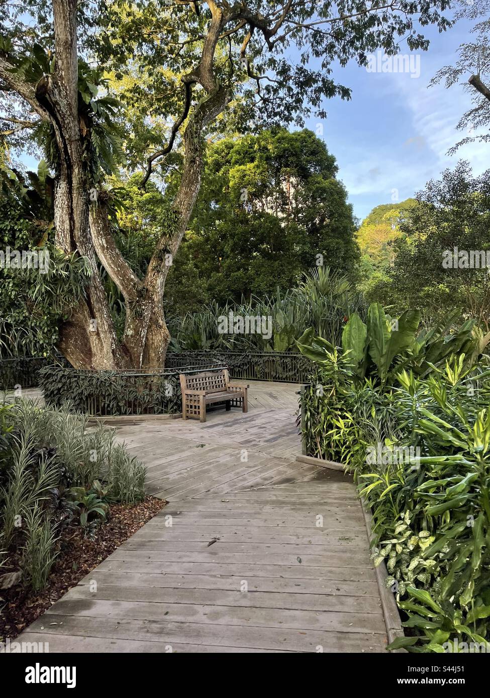 Botanic singapore gardens tree hi-res stock photography and images - Alamy