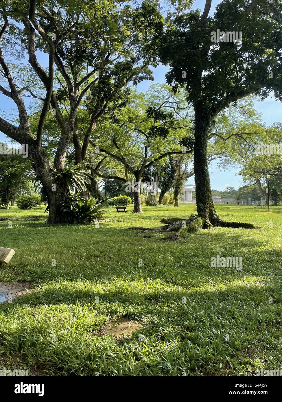 Trees and grass at Kranji Reservoir Park B Singapore Stock Photo - Alamy
