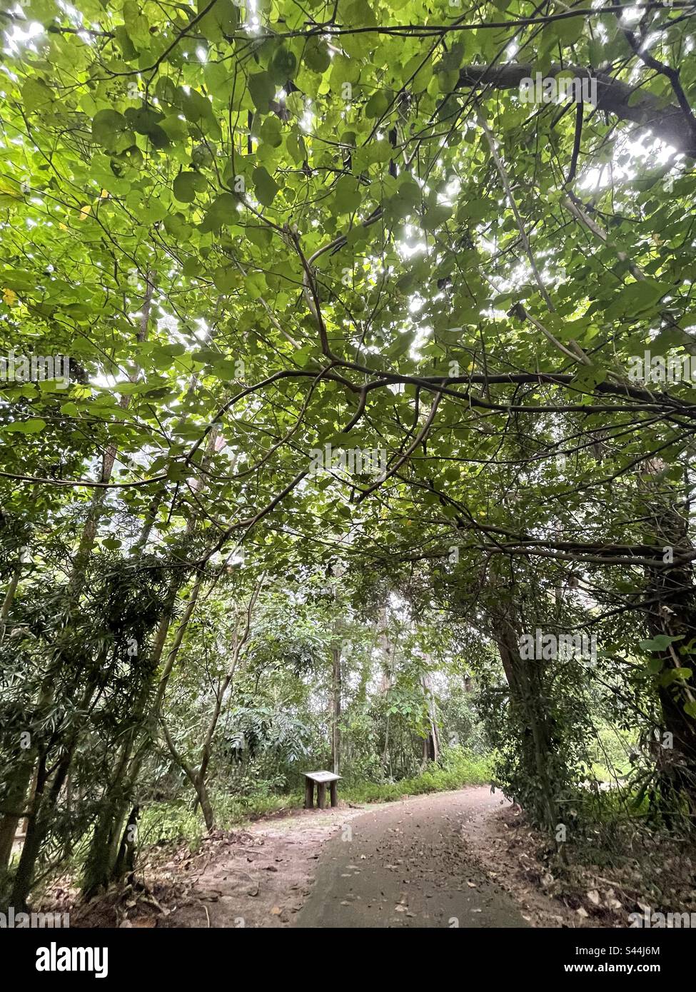 Coney Island Singapore Pathway with Vast Tree Canopy Stock Photo - Alamy