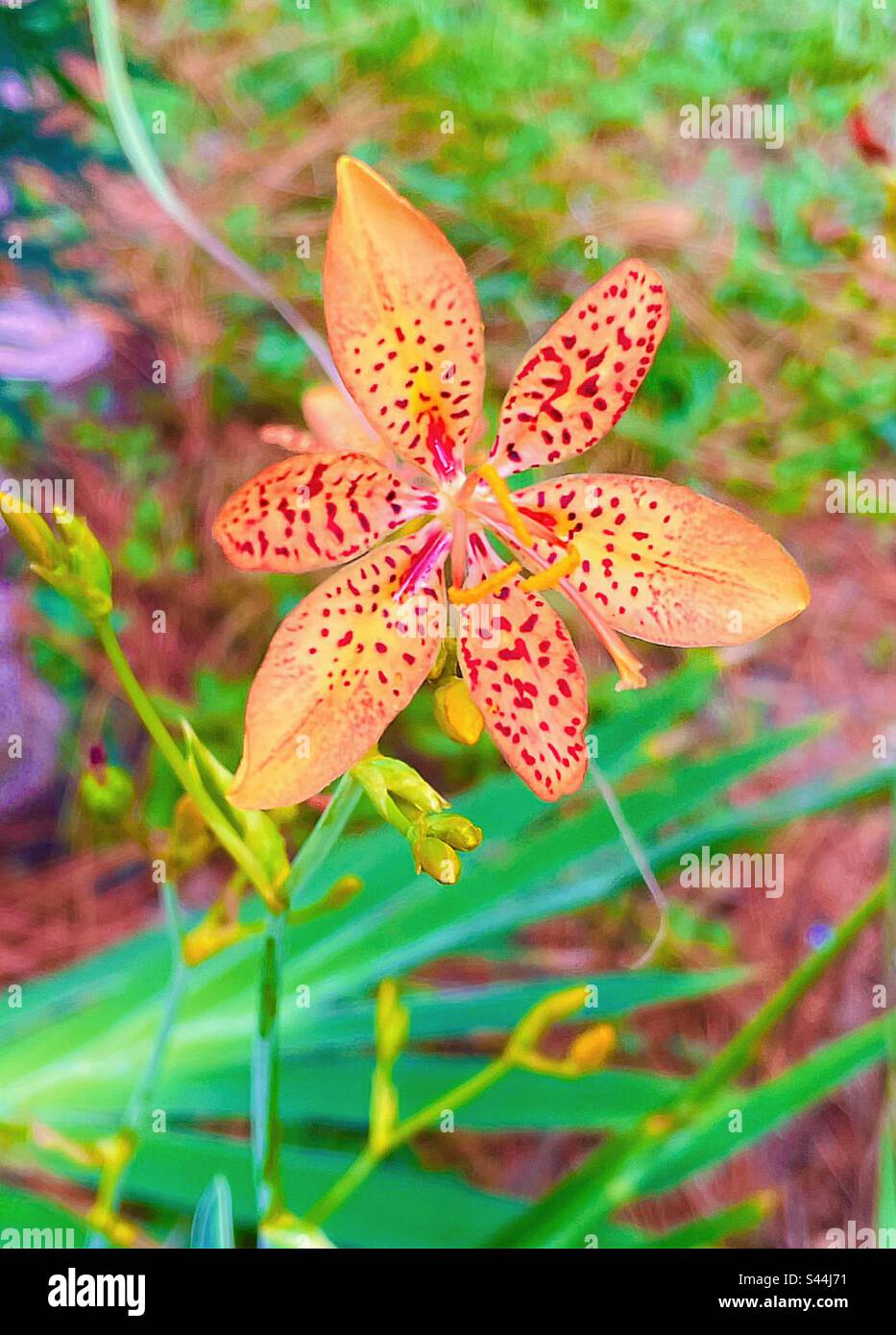 Leopard lilies hi-res stock photography and images - Alamy