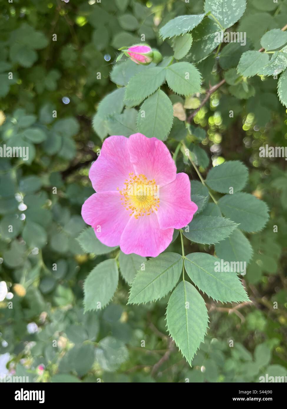 Canker flower hi-res stock photography and images - Alamy