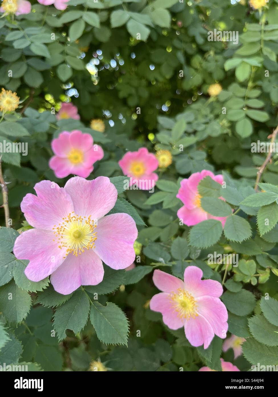 Rose hip, dog-rose, briar bush Stock Photo - Alamy