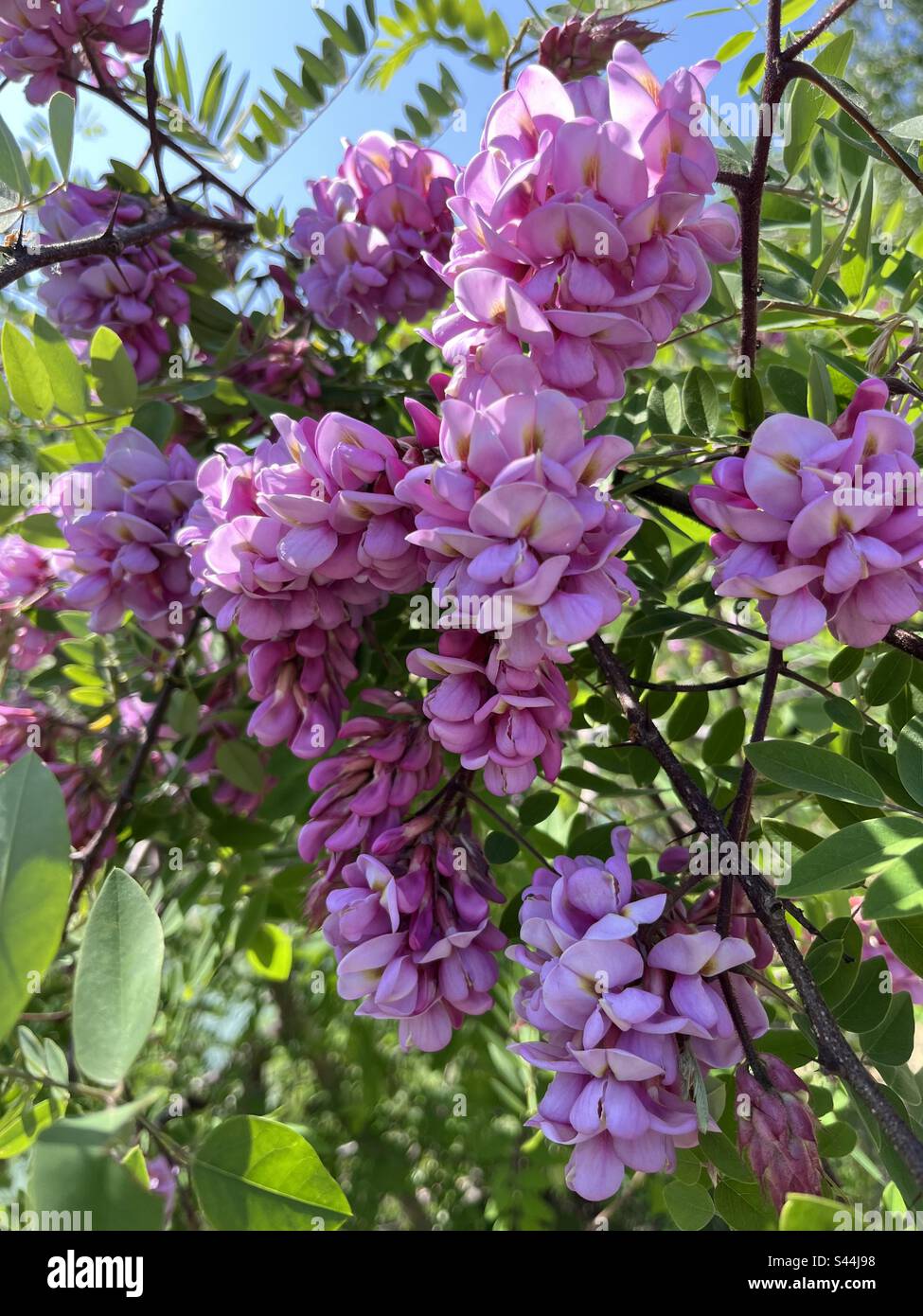 Rose acacia hi-res stock photography and images - Alamy