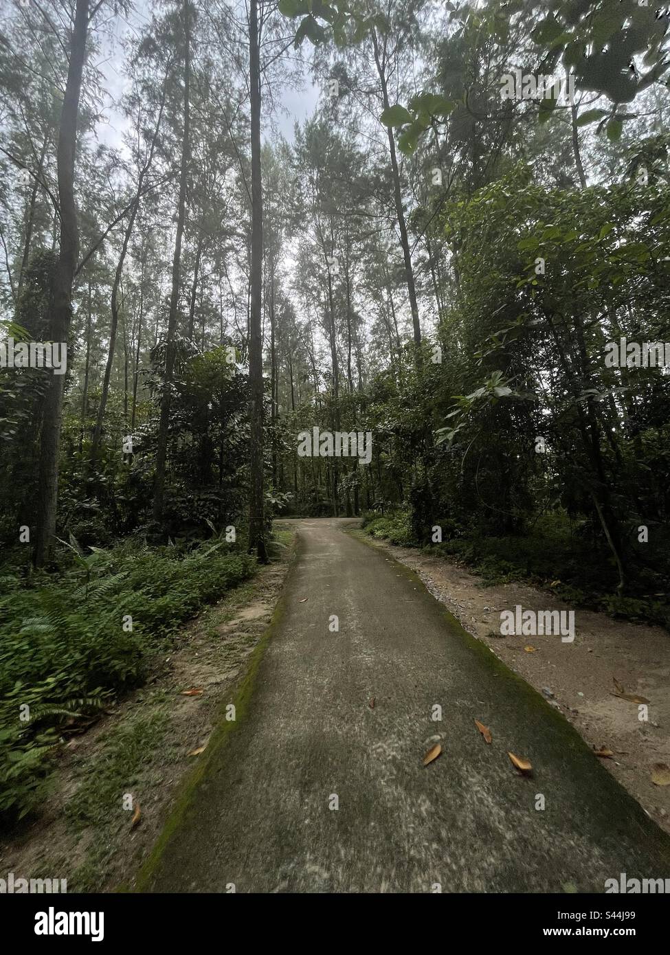 Walkway at nature park hi-res stock photography and images - Alamy