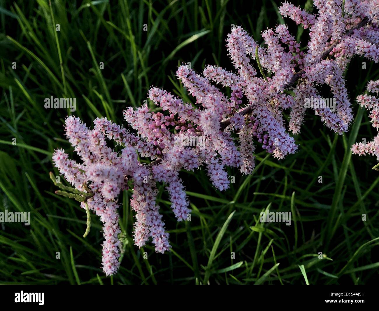 Rose flowers blooms flower bloom hi-res stock photography and images ...