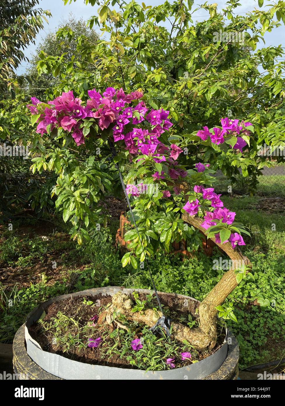 Bougainvillea Bonsai Cascade at Leo Bunker blog