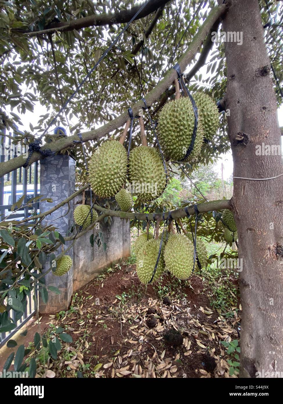Durian tree hi-res stock photography and images - Alamy