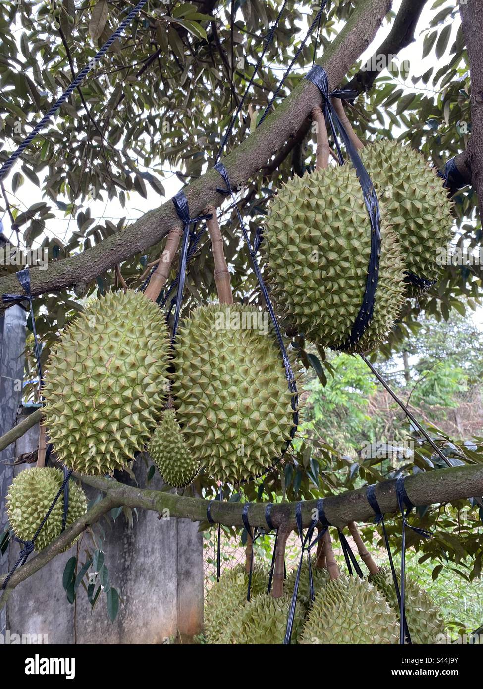 Durian tree hi-res stock photography and images - Alamy